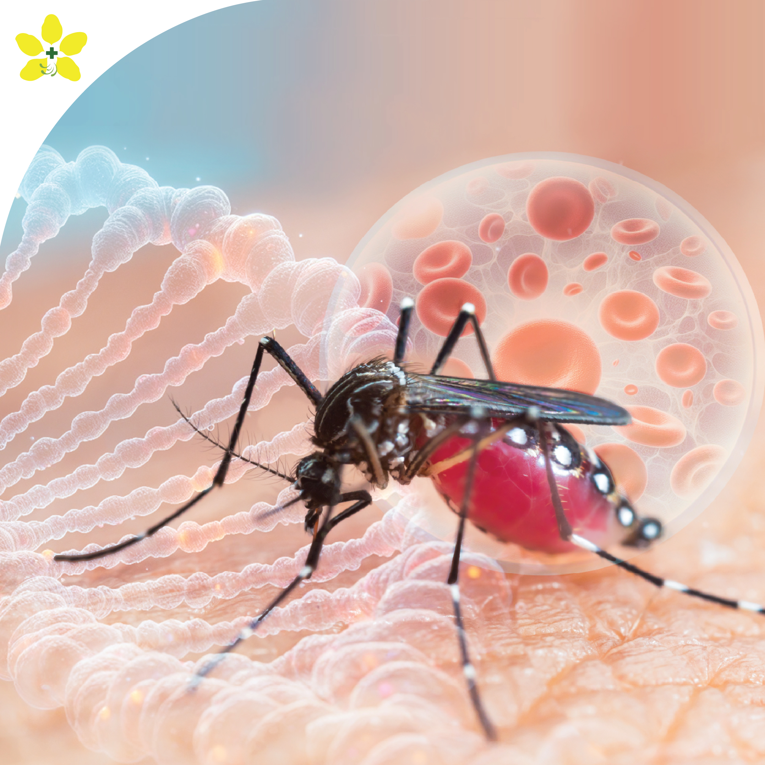 Dengue Hemorrhagic Fever (DHF) Package - Ratchaphruek Hospital